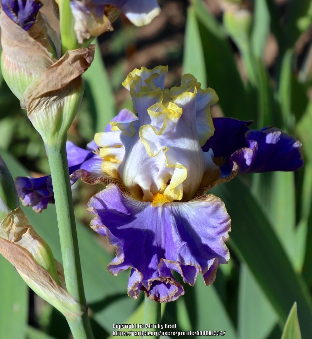 Photo of the bloom of Tall Bearded Iris (Iris 'Imperial Edge') posted ...