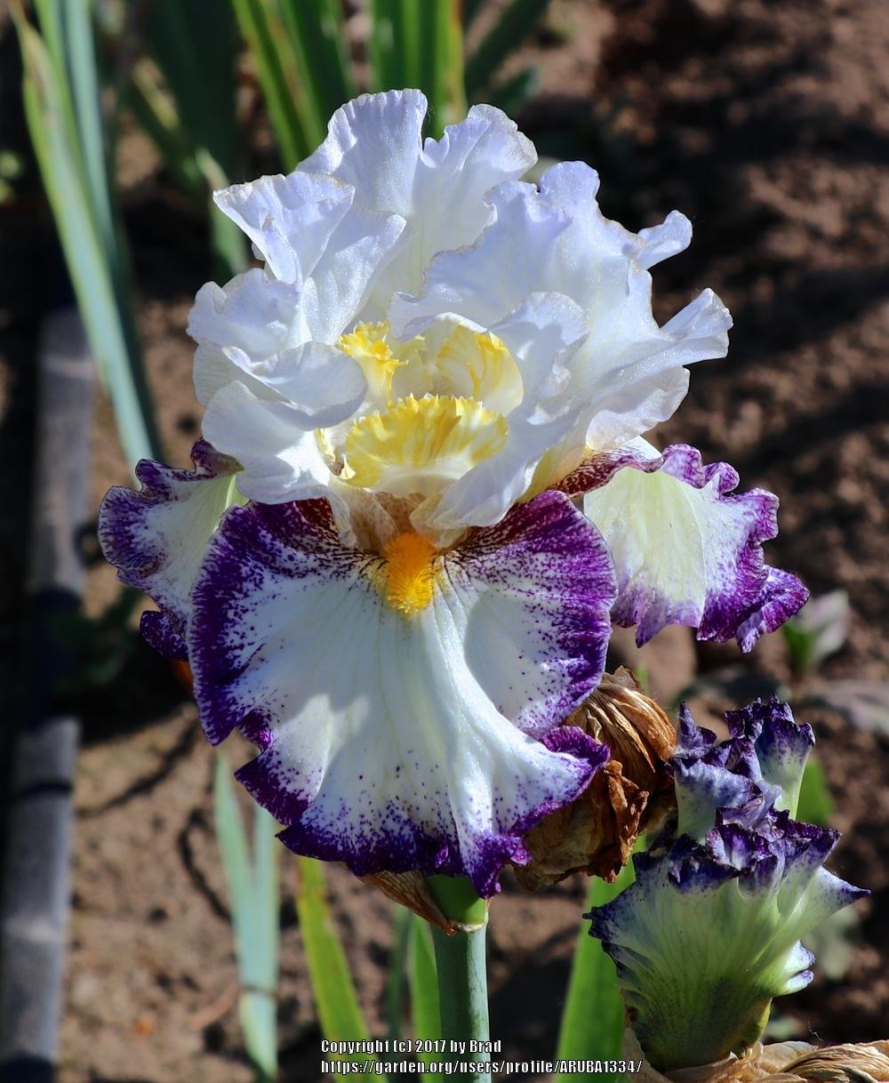 Photo of the bloom of Tall Bearded Iris (Iris 'Pure Excitement') posted ...