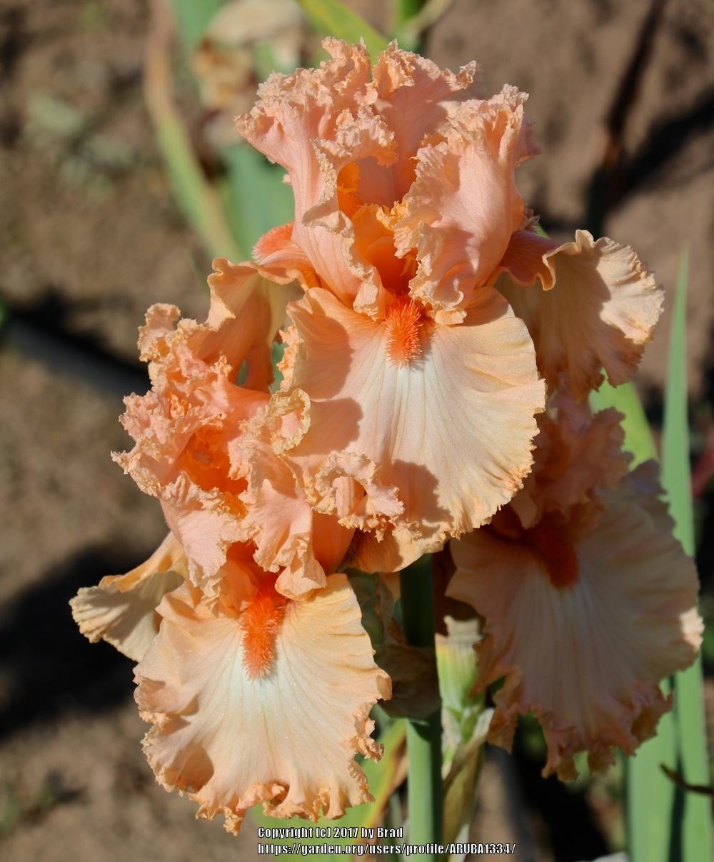 Photo of the bloom of Tall Bearded Iris (Iris 'She') posted by ...