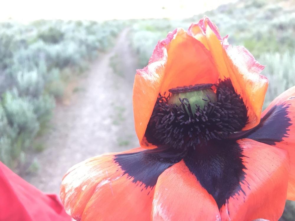 Roselike wildflower with Venus fly trap markings on petals in Idaho? in ...