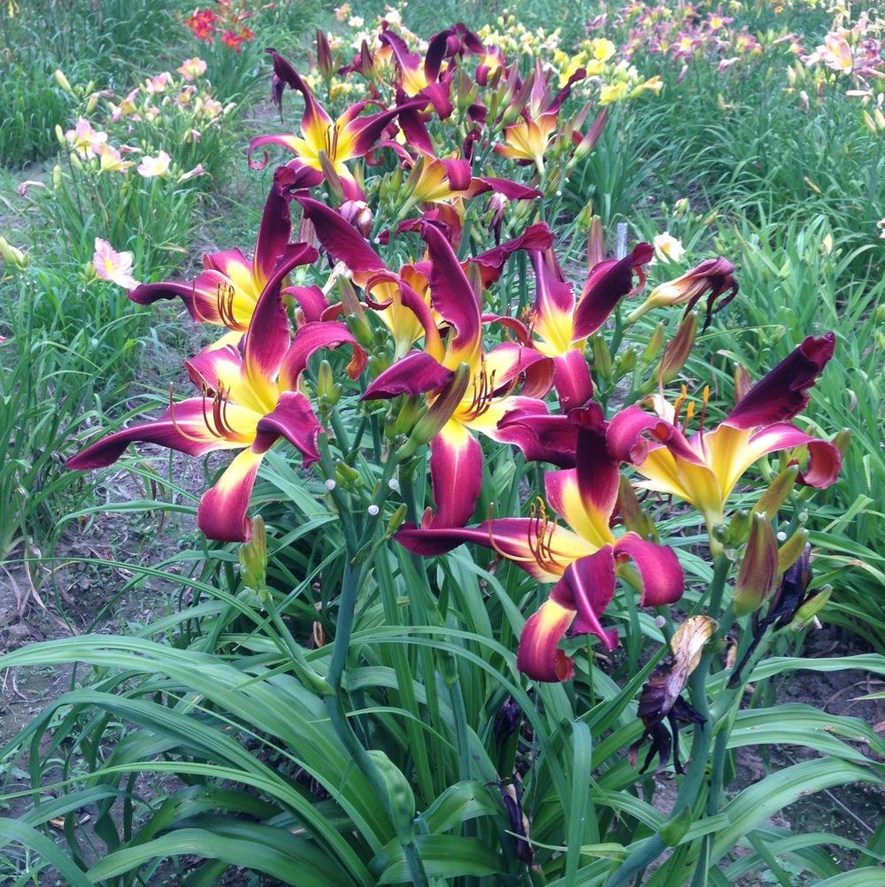 Photo of the entire plant of Daylily (Hemerocallis 'Red Pinnacle ...