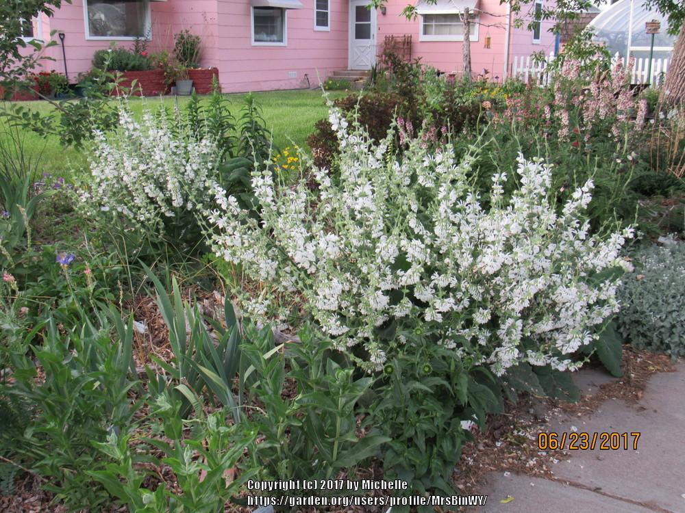 Photo of the entire plant of Silver Sage (Salvia argentea 'Artemis ...