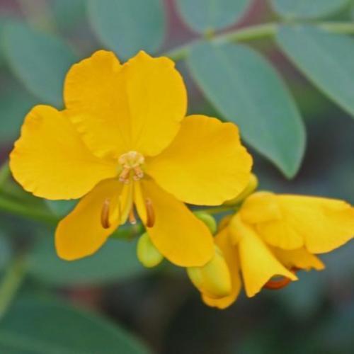 Tree Senna (Senna corymbosa) - Garden.org