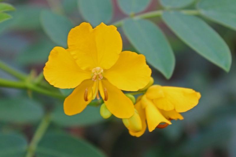 Tree Senna (Senna corymbosa) - Garden.org
