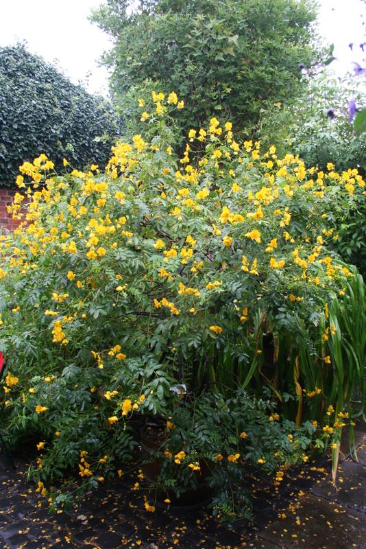 Senna (Senna spectabilis) - Garden.org