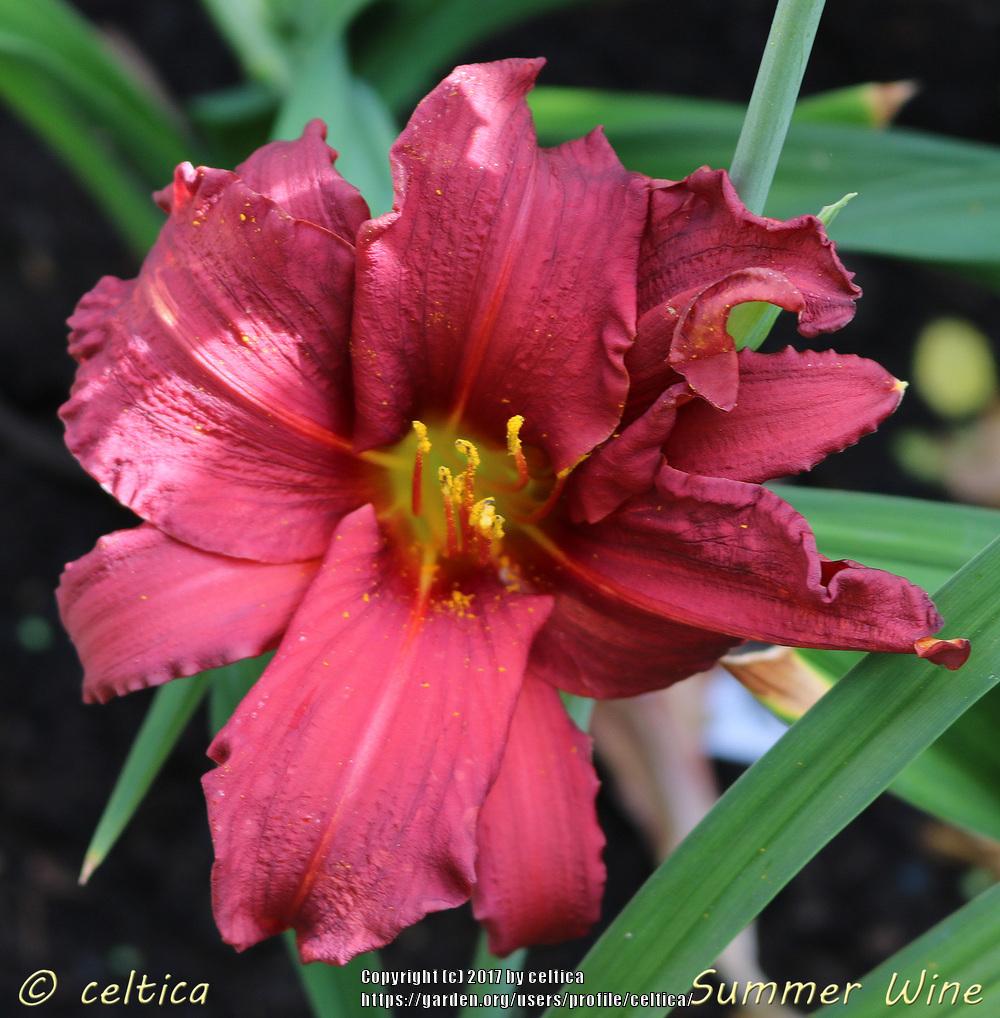 Photo of the bloom of Daylily (Hemerocallis 'Summer Wine') posted by ...