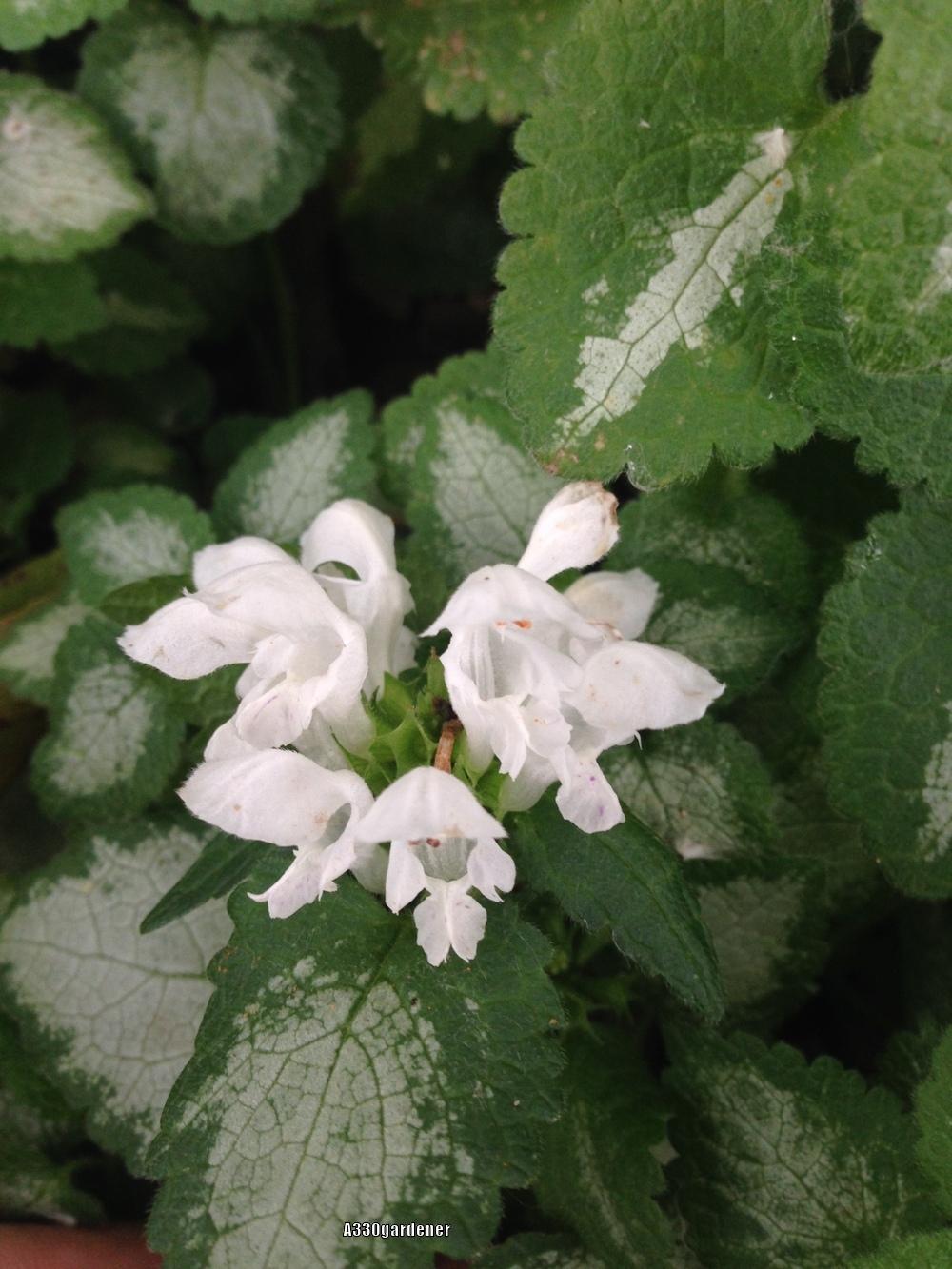 Dead Nettles: Plant Care and Collection of Varieties - Garden.org