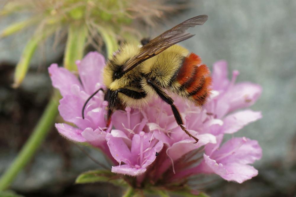 Pterocephalus (Pterocephalus perennis) - Garden.org