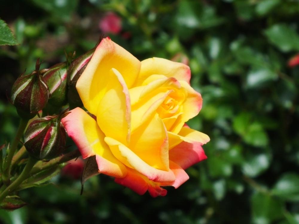 Rose (Rosa 'Little Sunset') in the Roses Database - Garden.org