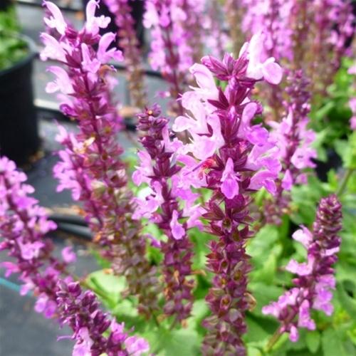 Meadow Sage (Salvia nemorosa Lyrical™ Rose) in the Salvias Database ...