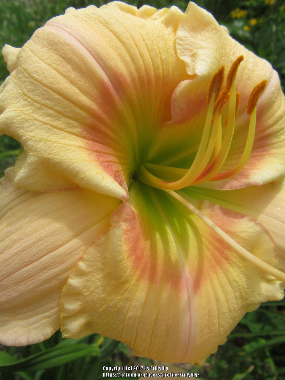 Daylily (Hemerocallis 'Jedi Cream Puff') in the Daylilies Database ...