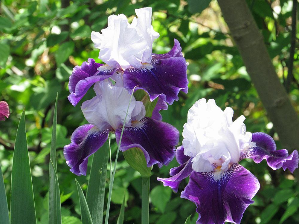 Photo of the bloom of Tall Bearded Iris (Iris 'High Class') posted by ...