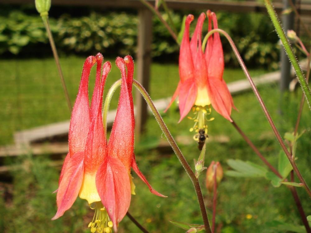 Photo of the bloom of Eastern Red Columbine (Aquilegia canadensis ...