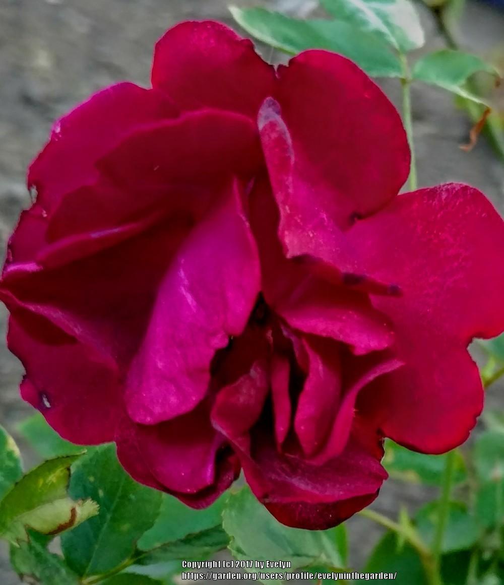 Rose (Rosa 'Black Prince') in the Roses Database - Garden.org