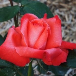 Rose (Rosa 'Ave Maria') in the Roses Database - Garden.org