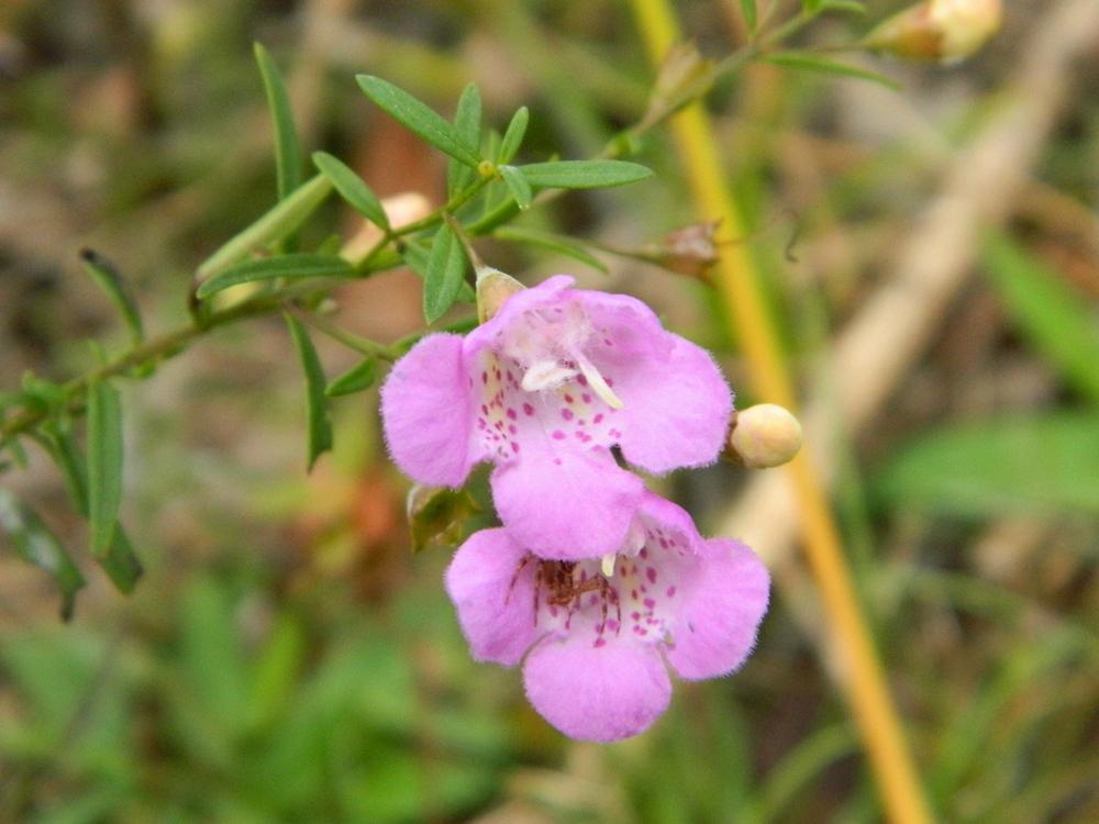 Photo of the bloom of Prairie Agalinis (Agalinis heterophylla) posted ...