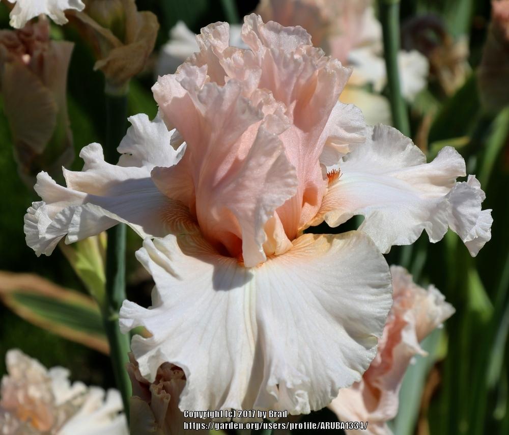 Tall Bearded Iris (Iris 'One For Later') in the Irises Database ...