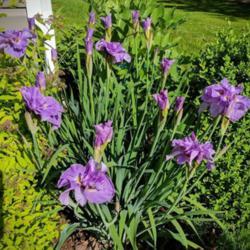 Photo of the bloom of Siberian Iris (Iris 'Longfields Pink Parfait ...
