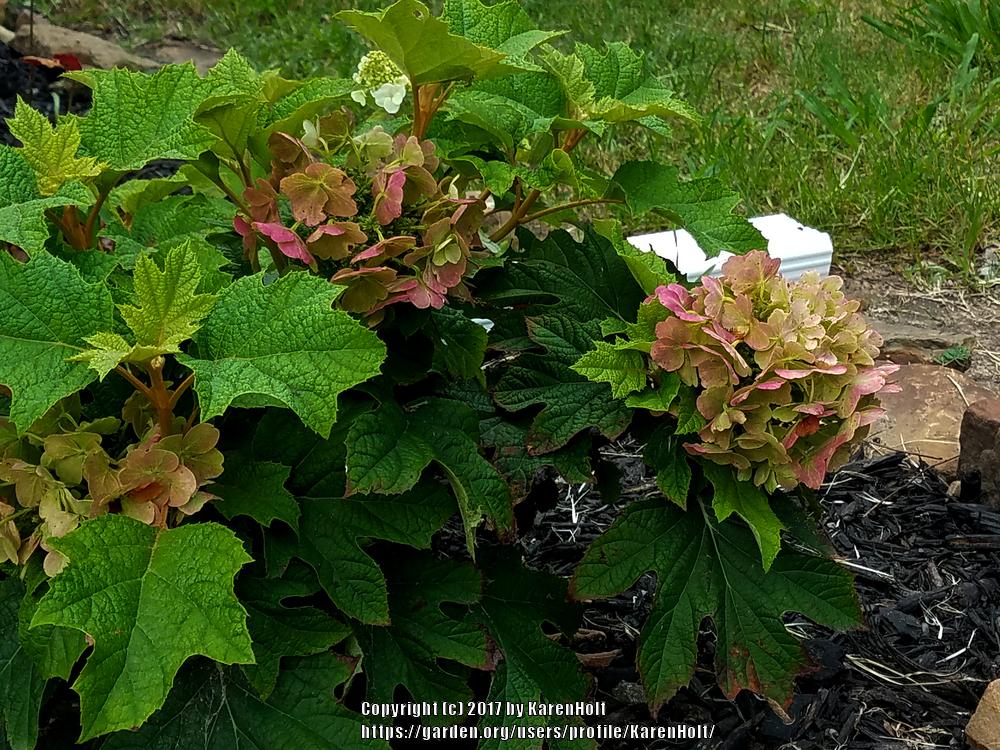 Photo of the bloom of Hydrangea (Hydrangea quercifolia 'Ruby Slippers') posted by KarenHolt ...