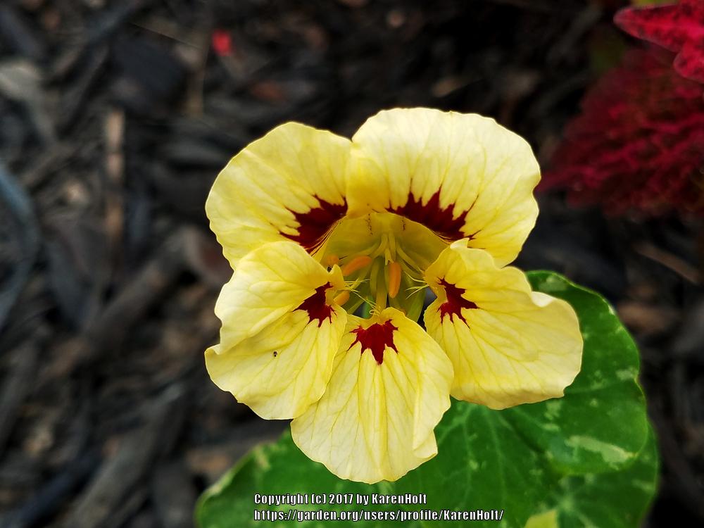 Photo of the bloom of Nasturtium (Tropaeolum majus 'Cream Troika ...