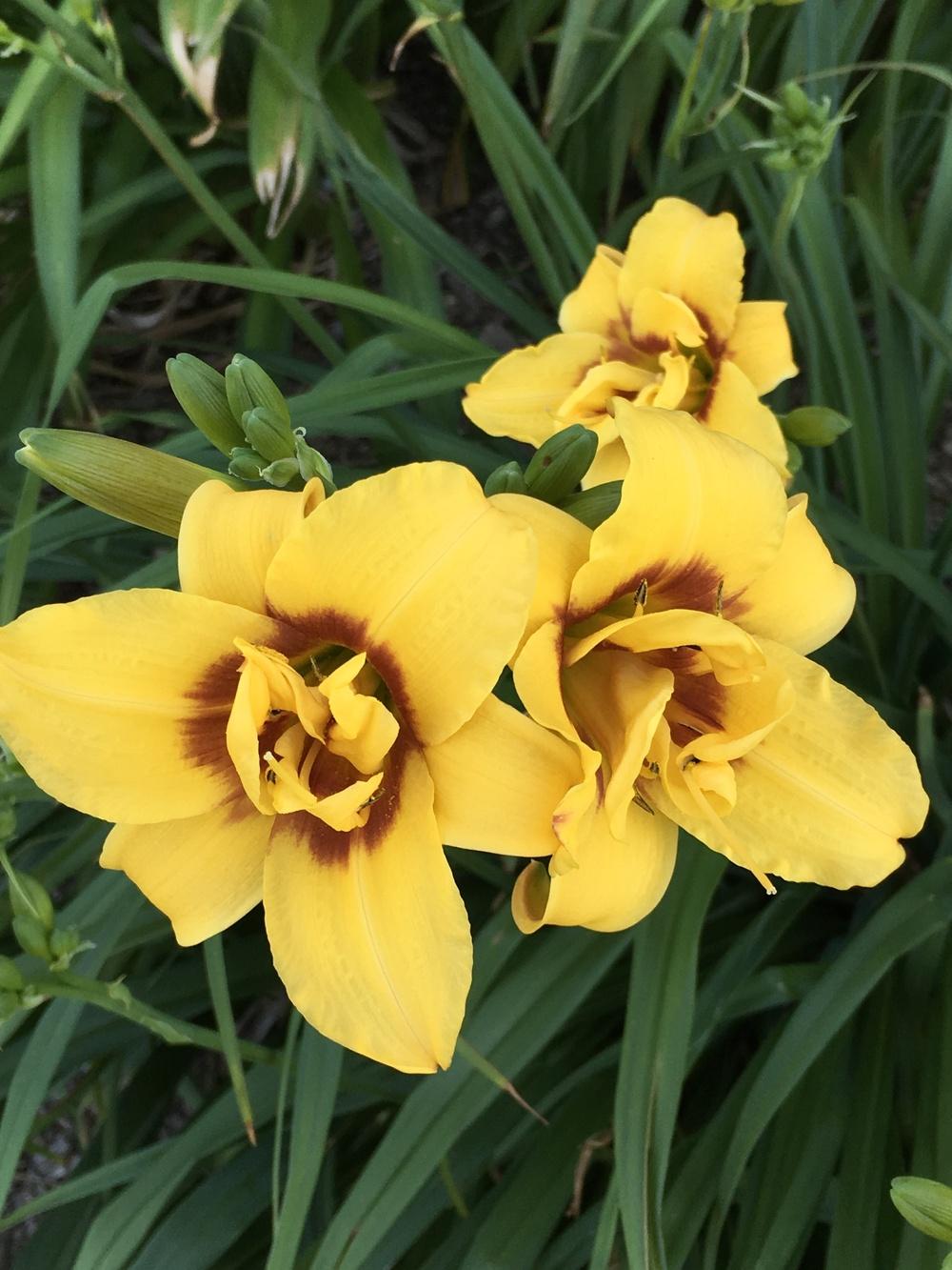 Photo of the bloom of Daylily (Hemerocallis 'Double Daffy') posted by ...