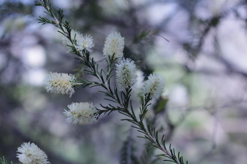 Photo of the bloom of Drooping Melaleuca (Melaleuca armillaris) posted ...