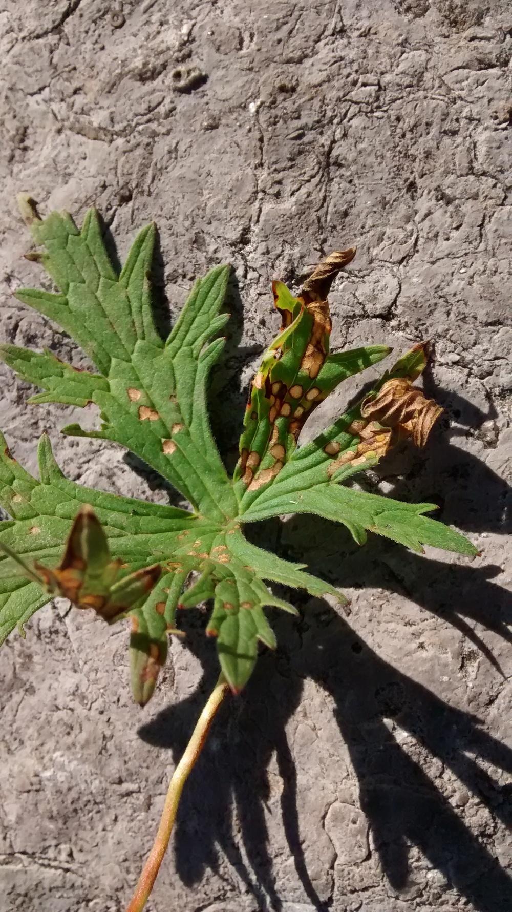 Perennial Geranium Disease?? in the Pests and Diseases forum - Garden.org