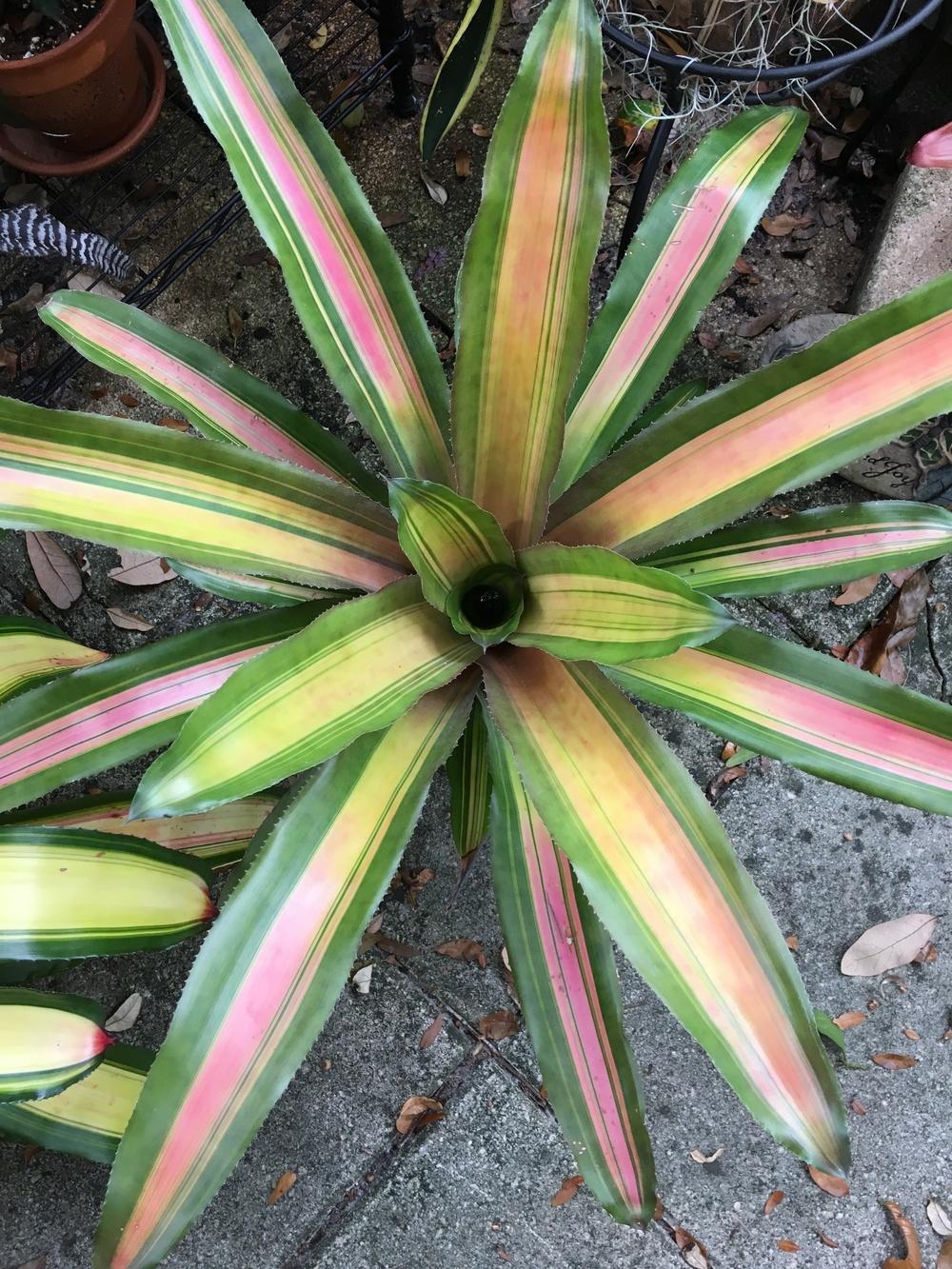 Photo of the entire plant of Bromeliad (Aechmea lueddemanniana 'Alvarez ...
