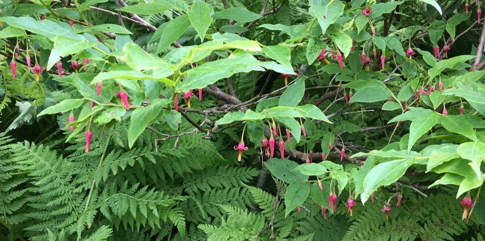 Southern Mountain Cranberry (Vaccinium erythrocarpum) - Garden.org