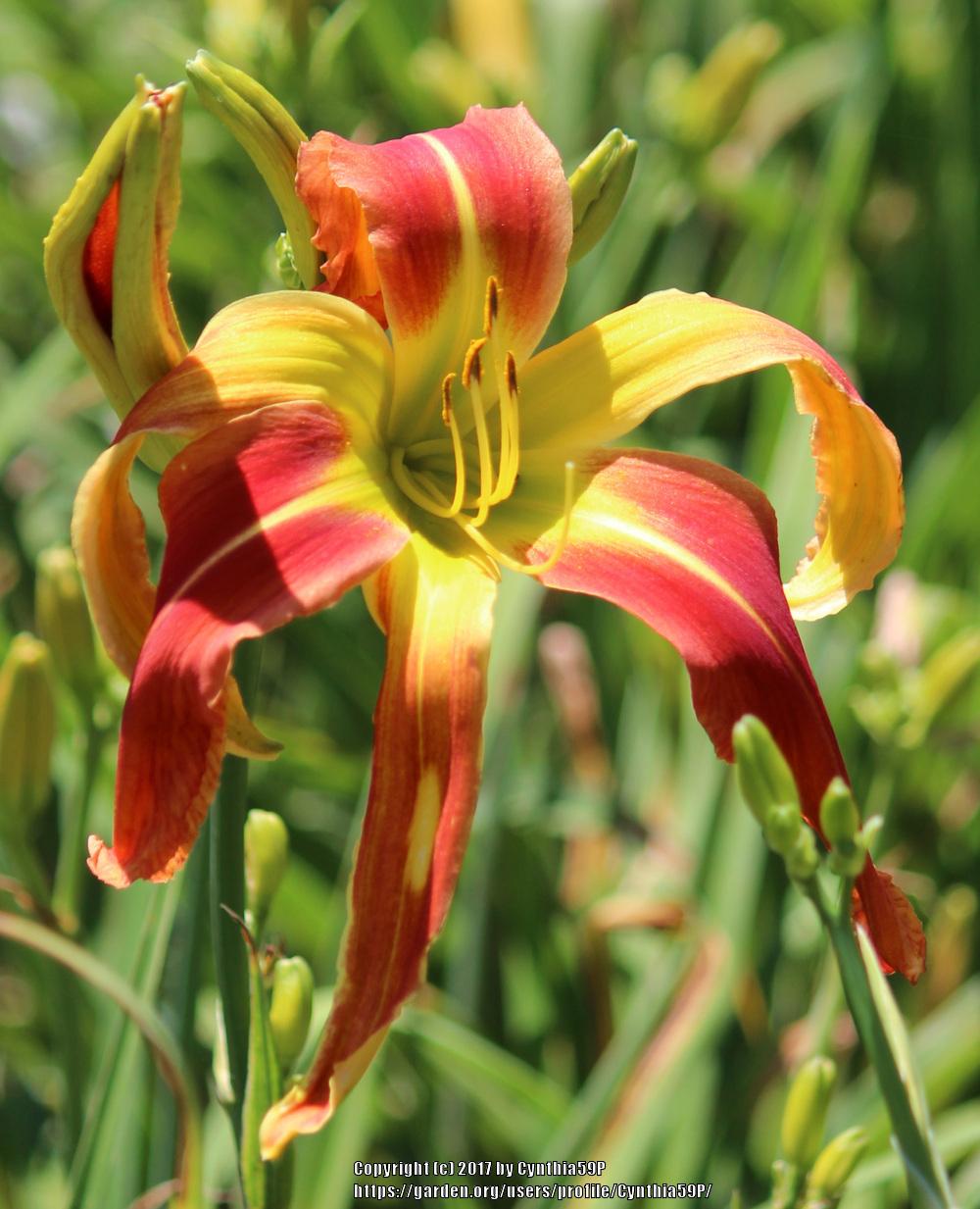 Photo of the bloom of Daylily (Hemerocallis 'Aztec Firebird') posted by ...