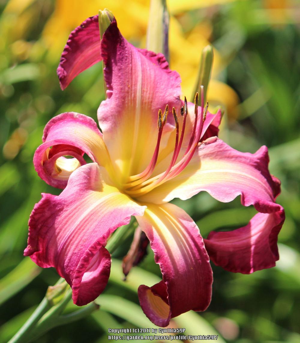 Daylily (Hemerocallis 'Raspberry Grin') in the Daylilies Database ...