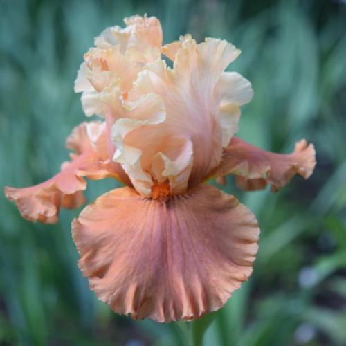Tall Bearded Iris (Iris 'October Dreaming') in the Irises Database ...