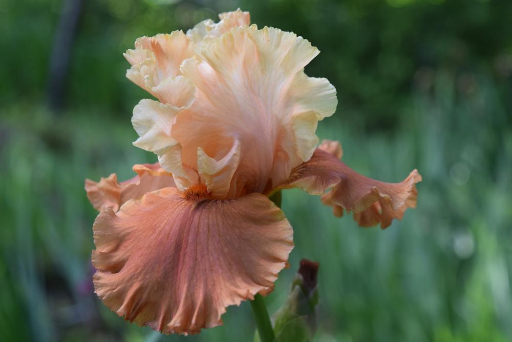 Photo of the bloom of Tall Bearded Iris (Iris 'October Dreaming ...