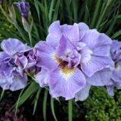 Photo of the bloom of Siberian Iris (Iris 'Longfields Pink Parfait ...