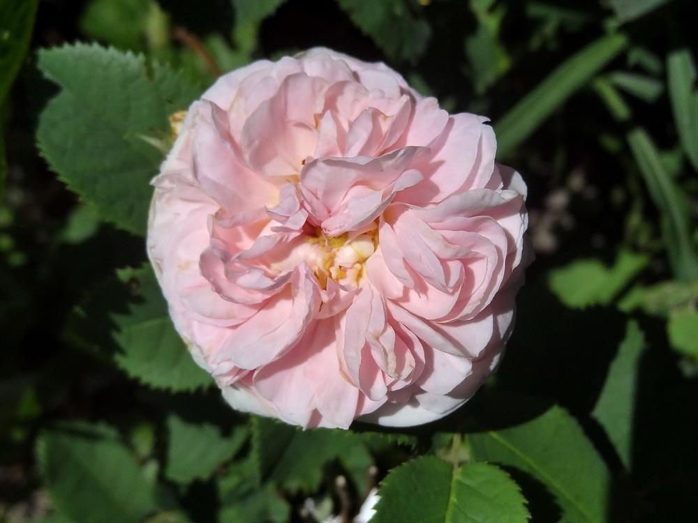 Rose (Rosa 'Felicite Parmentier') in the Roses Database - Garden.org