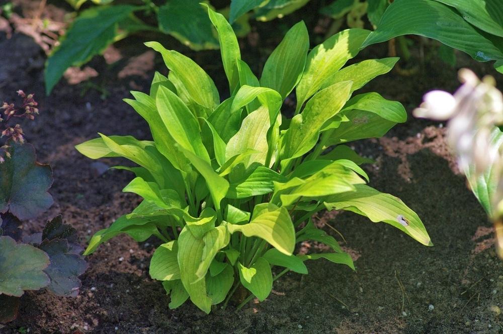 Hosta 'Lakeside Gold Point' in the Hostas Database - Garden.org