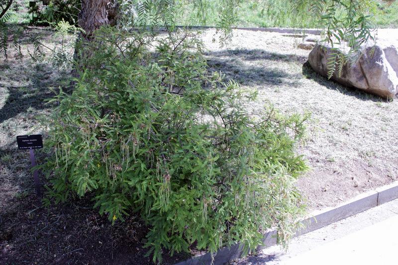 Toromiro (Sophora toromiro) - Garden.org