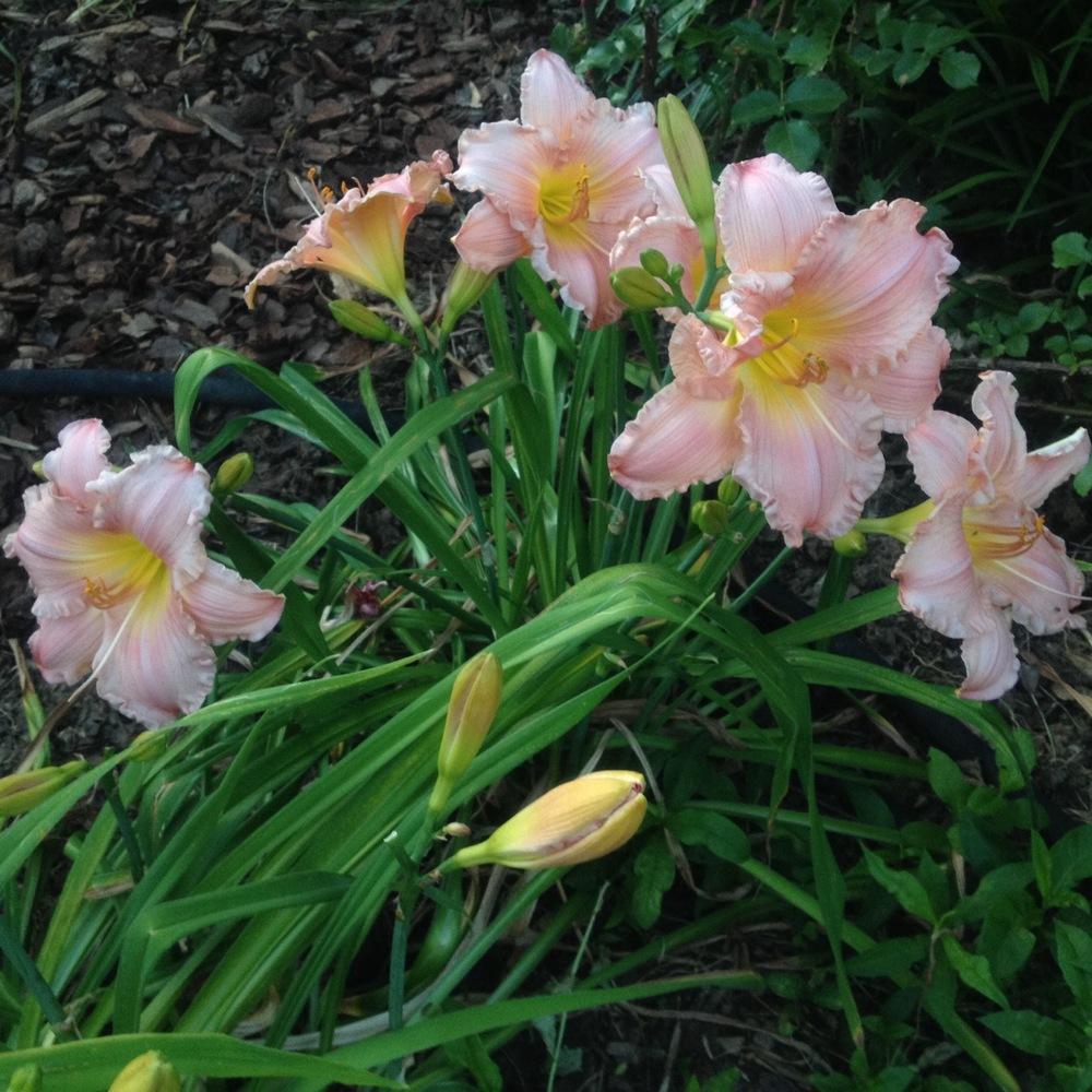 Photo of the entire plant of Daylily (Hemerocallis 'Jolyene Nichole ...