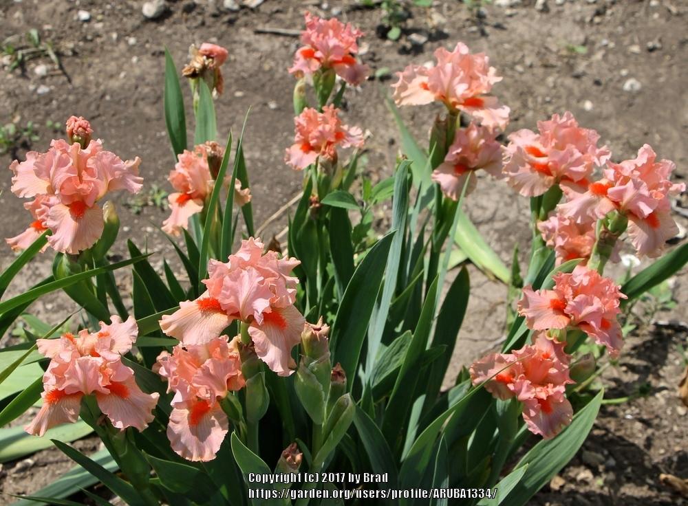 Photo of the bloom of Standard Dwarf Bearded Iris (Iris 'Portland Pink ...