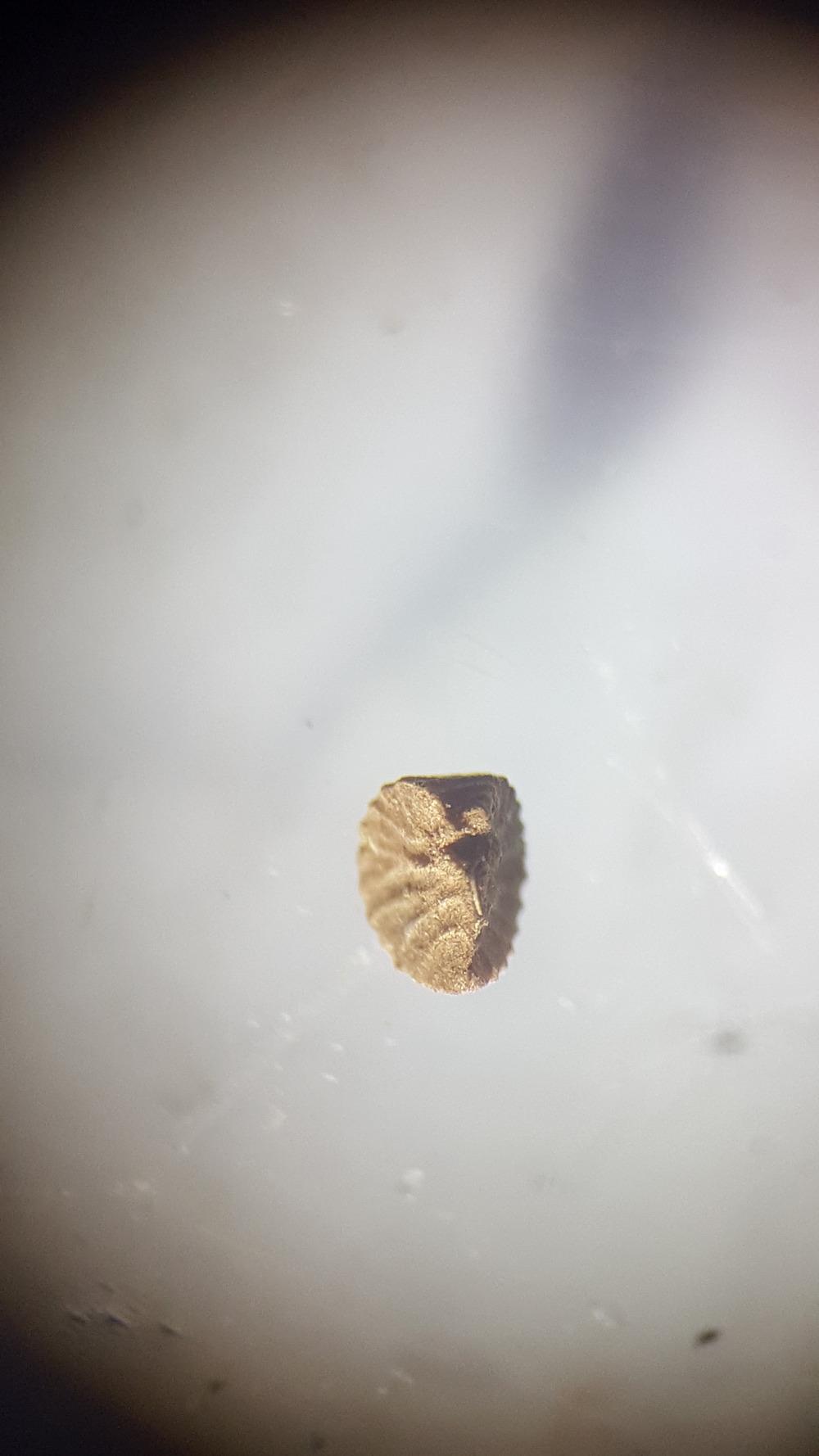 South Florida Plant Seeds found in Gopher Tortoise Feces in the Plant ...