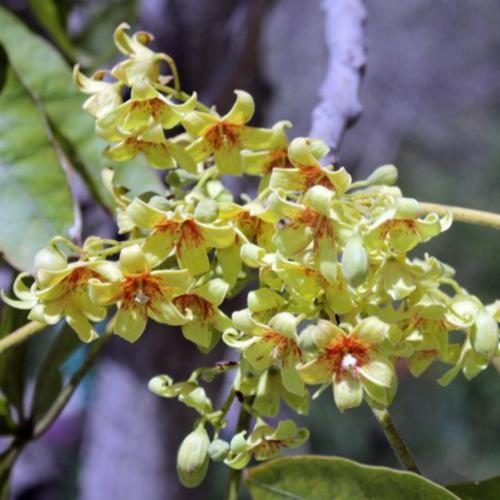 Lowveld Chestnut (Sterculia murex) - Garden.org