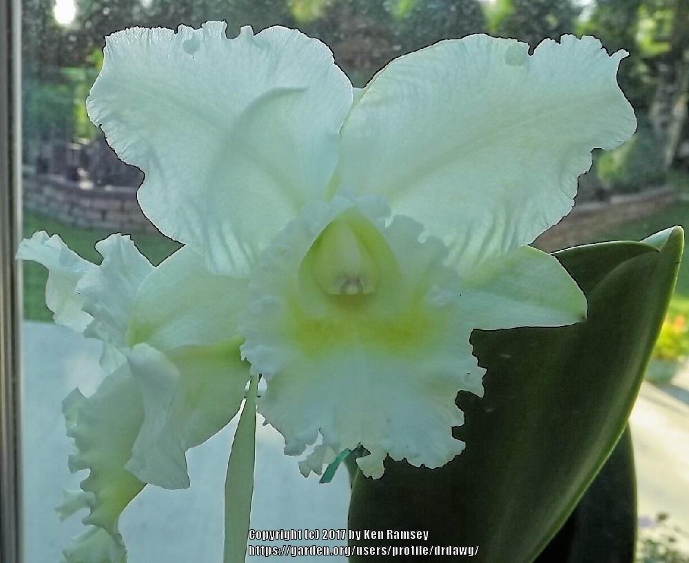 Orchid (Cattleya White Reception 'No. 16') - Garden.org