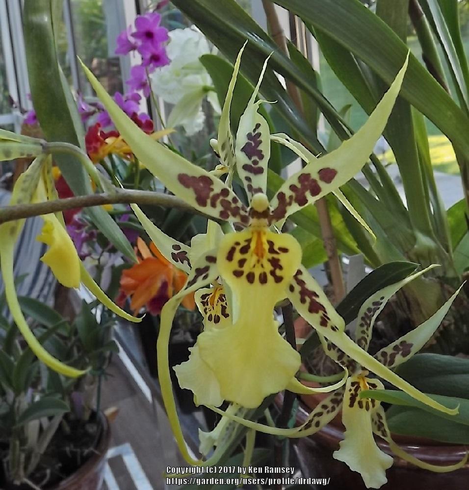 Orchid (Brassidium Yellow Star 'Stellar') - Garden.org