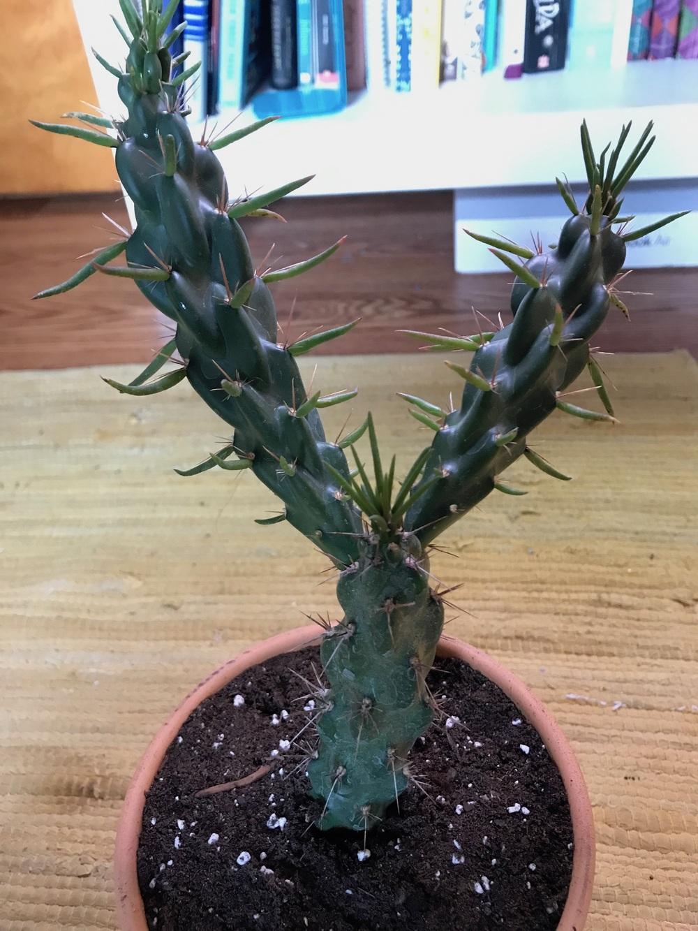 Cactus ID! in the Plant ID forum - Garden.org