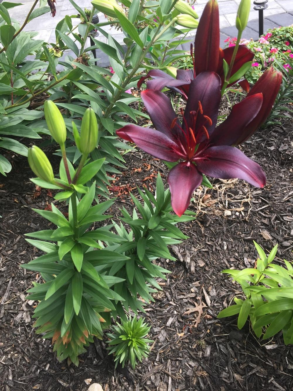 Nightrider in the Lilies forum - Garden.org