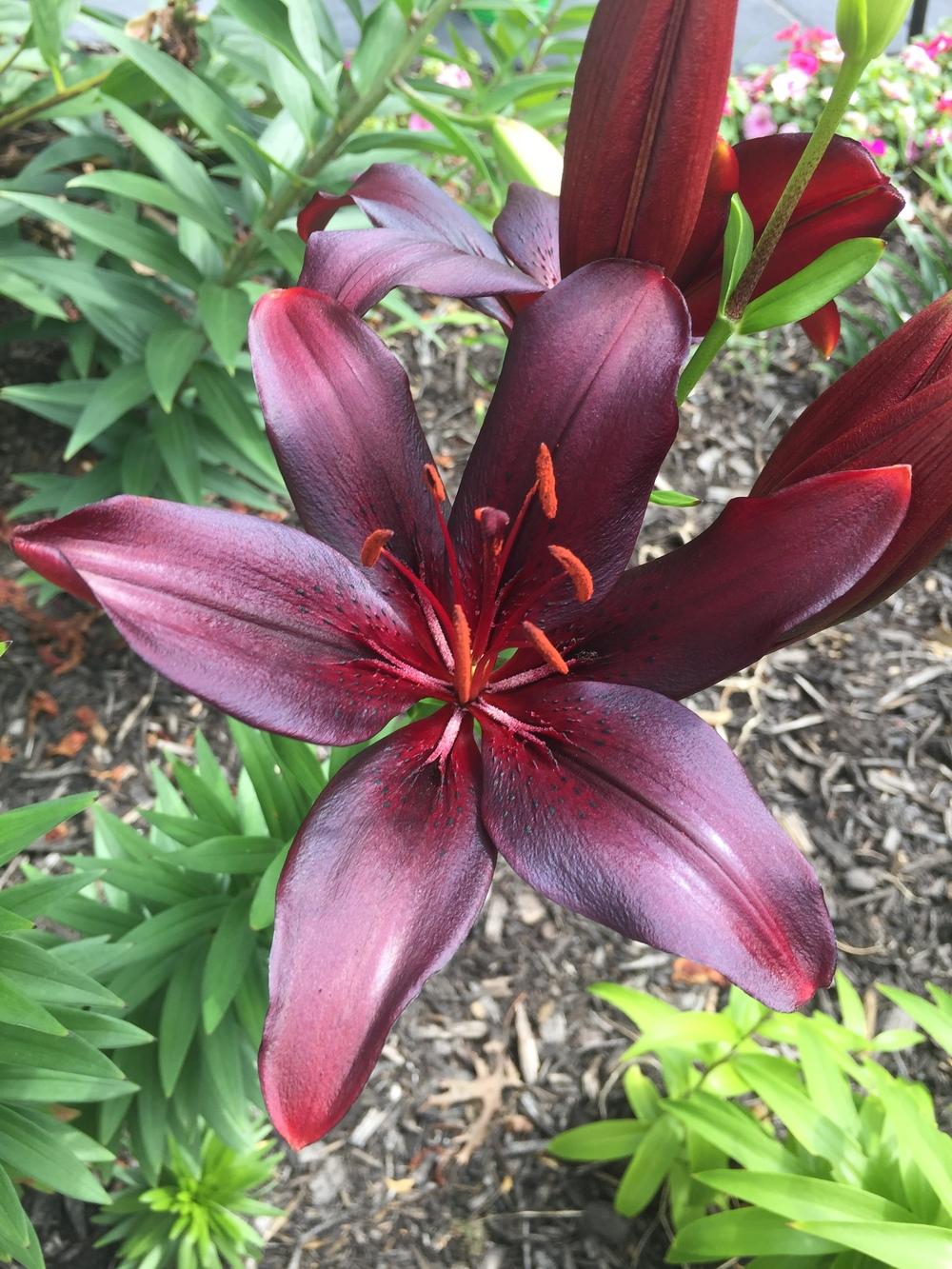 Nightrider in the Lilies forum - Garden.org