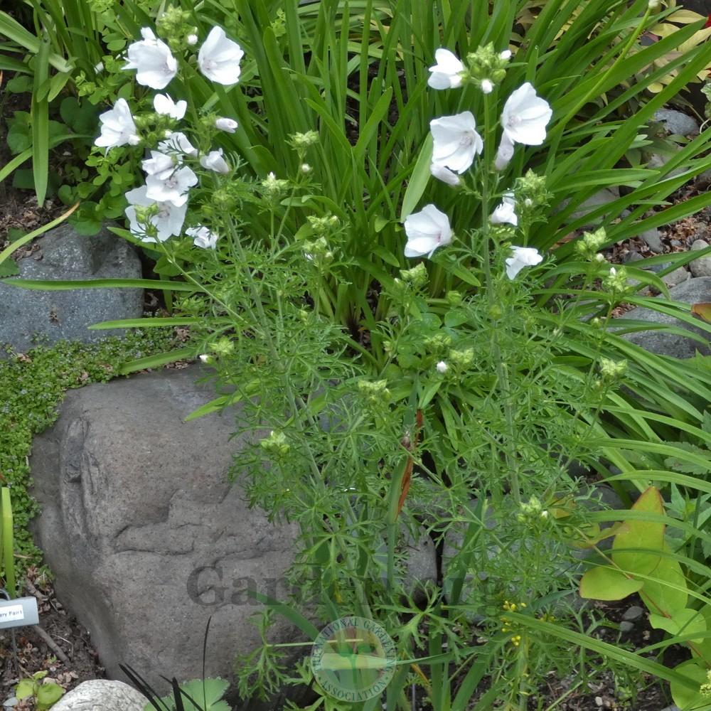 Malva Moschata Forma Alba White Musk Mallow Flowers Stock Photo Alamy ...