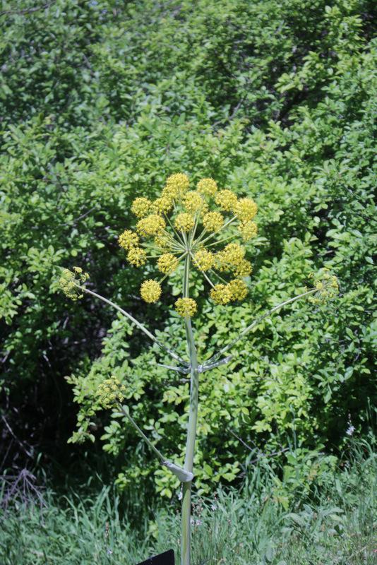Thapsia villosa - Garden.org