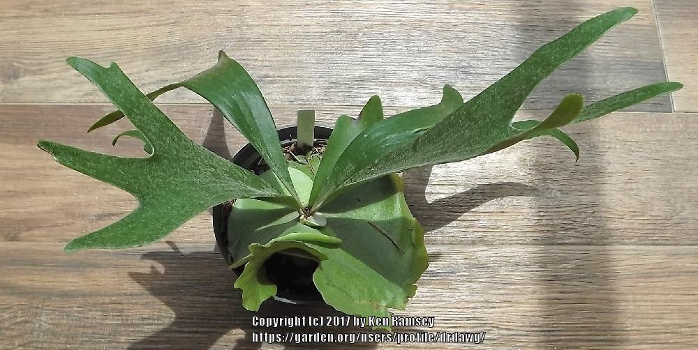 Viewing post #1488398 by drdawg - Garden.org