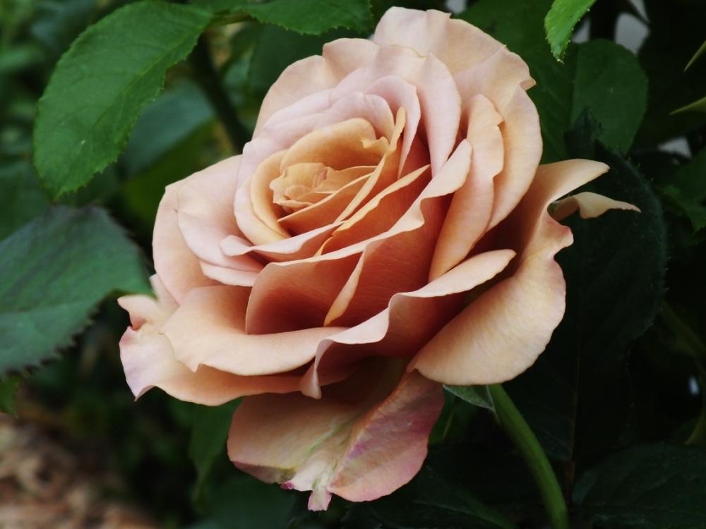 Rose (Rosa 'Mokarosa') in the Roses Database - Garden.org